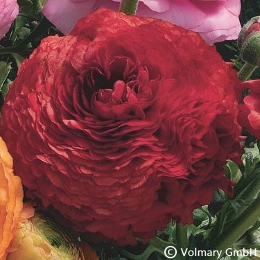 Ranunculus asiaticus Magic Fireball | Sēklas | Onava.lv