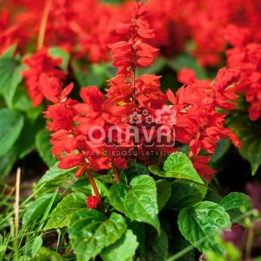 Salvia splendens Vista Red | Sēklas | Onava.lv