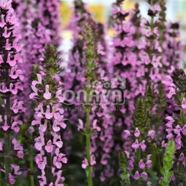 Salvia superba Edula Blue | Jaunstādi | Onava.lv