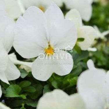 Viola cornuta Twix White Rose Wing | Sēklas | Onava.lv