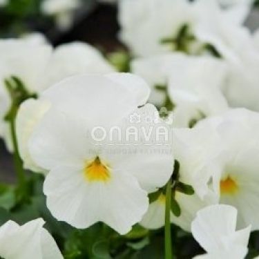 Viola cornuta Twix White Rose Wing | Sēklas | Onava.lv