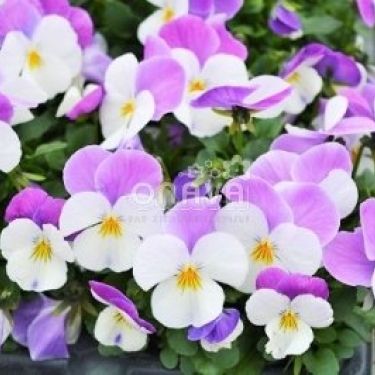 Viola cornuta Twix White Rose Wing | Sēklas | Onava.lv