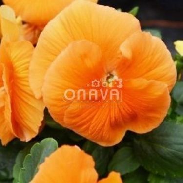 Viola wittrockiana Carneval Special Deep Orange | Sēklas | Onava.lv
