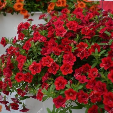 Calibrachoa hybrida Calita Double Red | Jaunstādi | Onava.lv