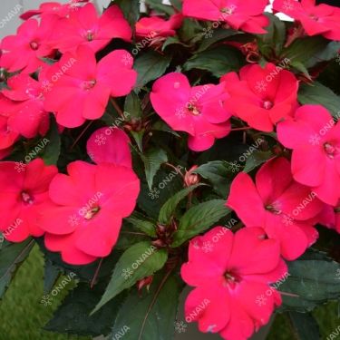 Impatiens Neu-Guinea Sunpatiens Compact Deep Rose (XXL) | Jaunstādi ...