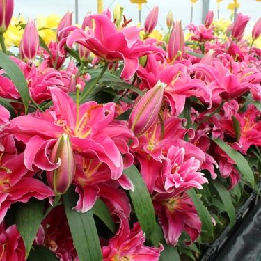 Lilium OR Lotus Queen | Sīpolpuķes | Onava.lv