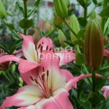 Lilium AZ Corsage | Sīpolpuķes | Onava.lv