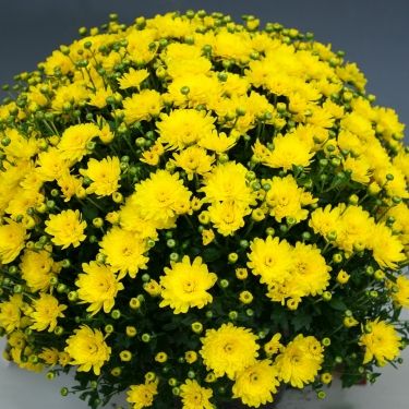 Chrysanthemum multiflora Branfountain Lemon | Jaunstādi | Onava.lv