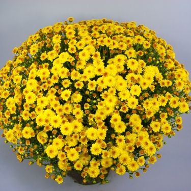 Chrysanthemum multiflora Branroyal Yellow | Jaunstādi | Onava.lv