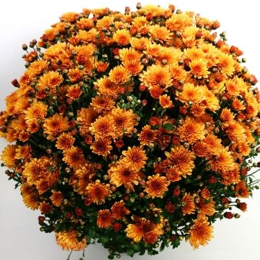 Chrysanthemum multiflora Branbeach Orange | Jaunstādi | Onava.lv