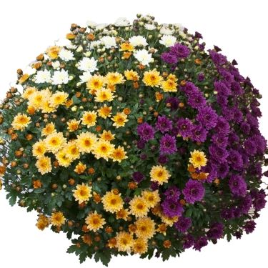 Jaunstādi | Onava.lv