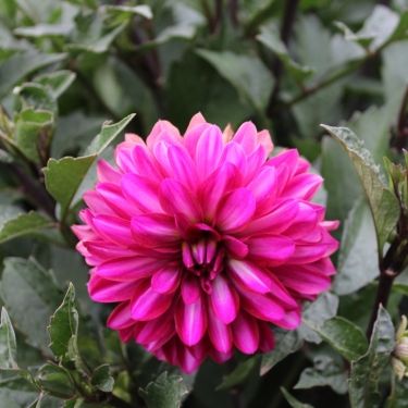 Dahlia hortensis Melody Lizza | Sīpolpuķes | Onava.lv