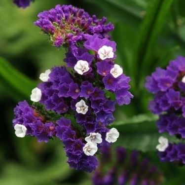 Limonium sinuatum Qis Light Blue | Sēklas | Onava.lv