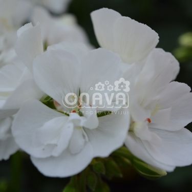 Pelargonium zonale Brilliant White 2022 | Jaunstādi | Onava.lv