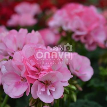 Pelargonium interspecific Big EEZE Pink Batik | Jaunstādi | Onava.lv