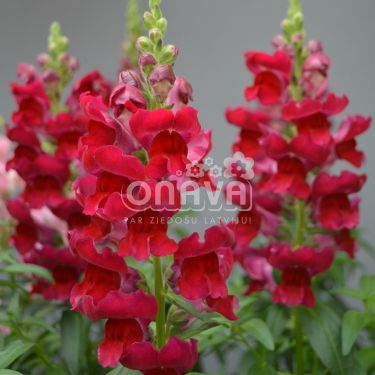 Antirrhinum majus nanum Sonnet Crimson | Sēklas | Onava.lv