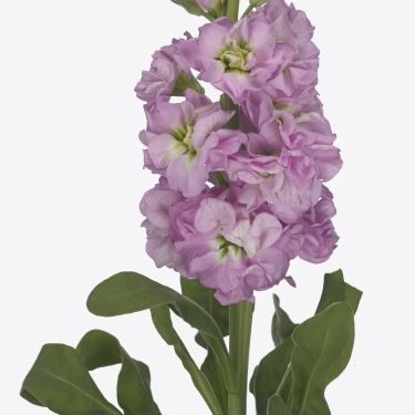 Matthiola incana Iron Deep Pink | Sēklas | Onava.lv