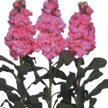 Matthiola incana Iron Early Rose Pink | Sēklas | Onava.lv