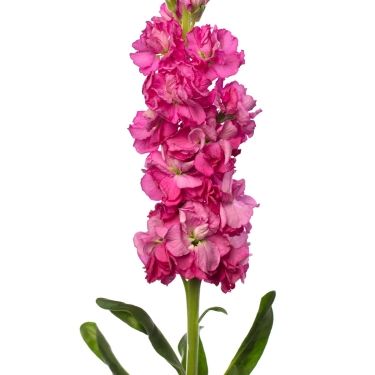 Matthiola incana Iron Deep Pink | Sēklas | Onava.lv