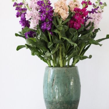 Matthiola incana Iron Cherry Blossom | Sēklas | Onava.lv