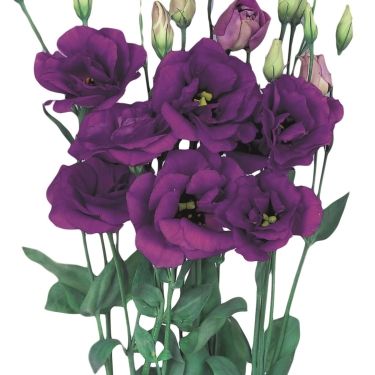 Eustoma grandiflorum (Lisanthus) Mariachi 2 Blue | Sēklas | Onava.lv