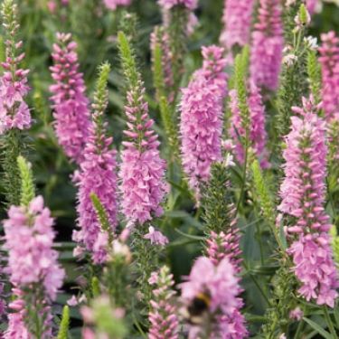 Veronica spicata Veronique Pink 2024 | Jaunstādi | Onava.lv