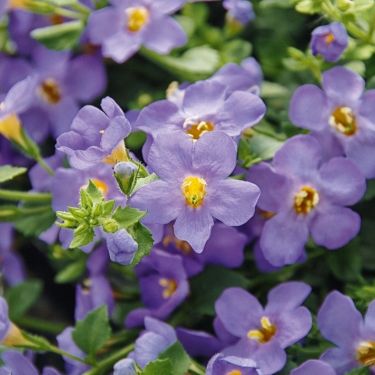 Sutera diffusus Everest Dark Blue | Jaunstādi | Onava.lv