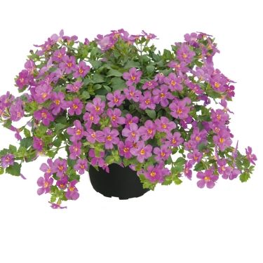 Sutera diffusus Everest Cherry Blossom | Jaunstādi | Onava.lv