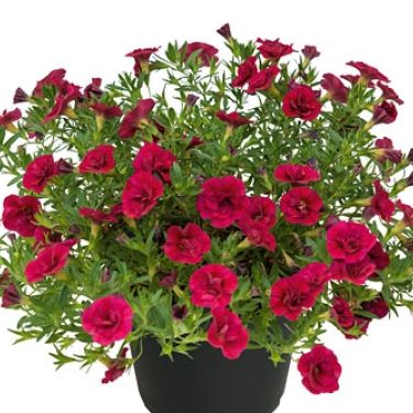 Calibrachoa hybrida Calita Double Red | Jaunstādi | Onava.lv