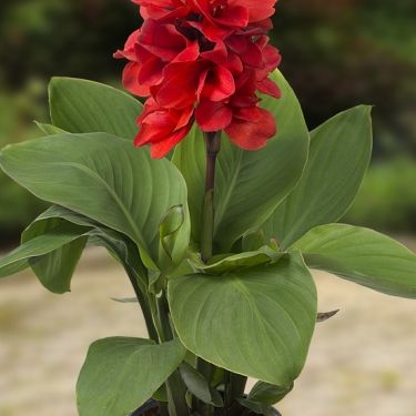 Canna indica CannaSol Happy Carmen | Jaunstādi | Onava.lv