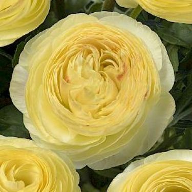 Ranunculus asiaticus Romance Courchevel | Sīpolpuķes | Onava.lv