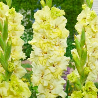 Gladiolus Blitz | Sīpolpuķes | Onava.lv