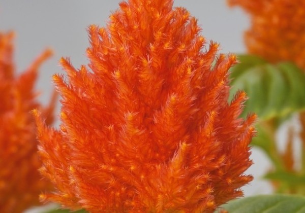 Celosia plumosa Glorious Orange | Sēklas | Onava.lv