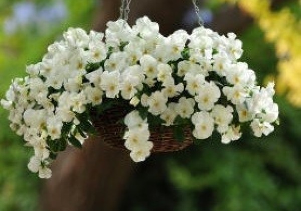 Viola wittrockiana Cool Wave White F1 | Sēklas | Onava.lv